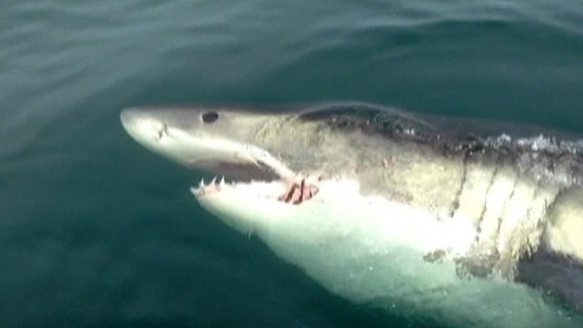 Real Scary Sharks Pictures