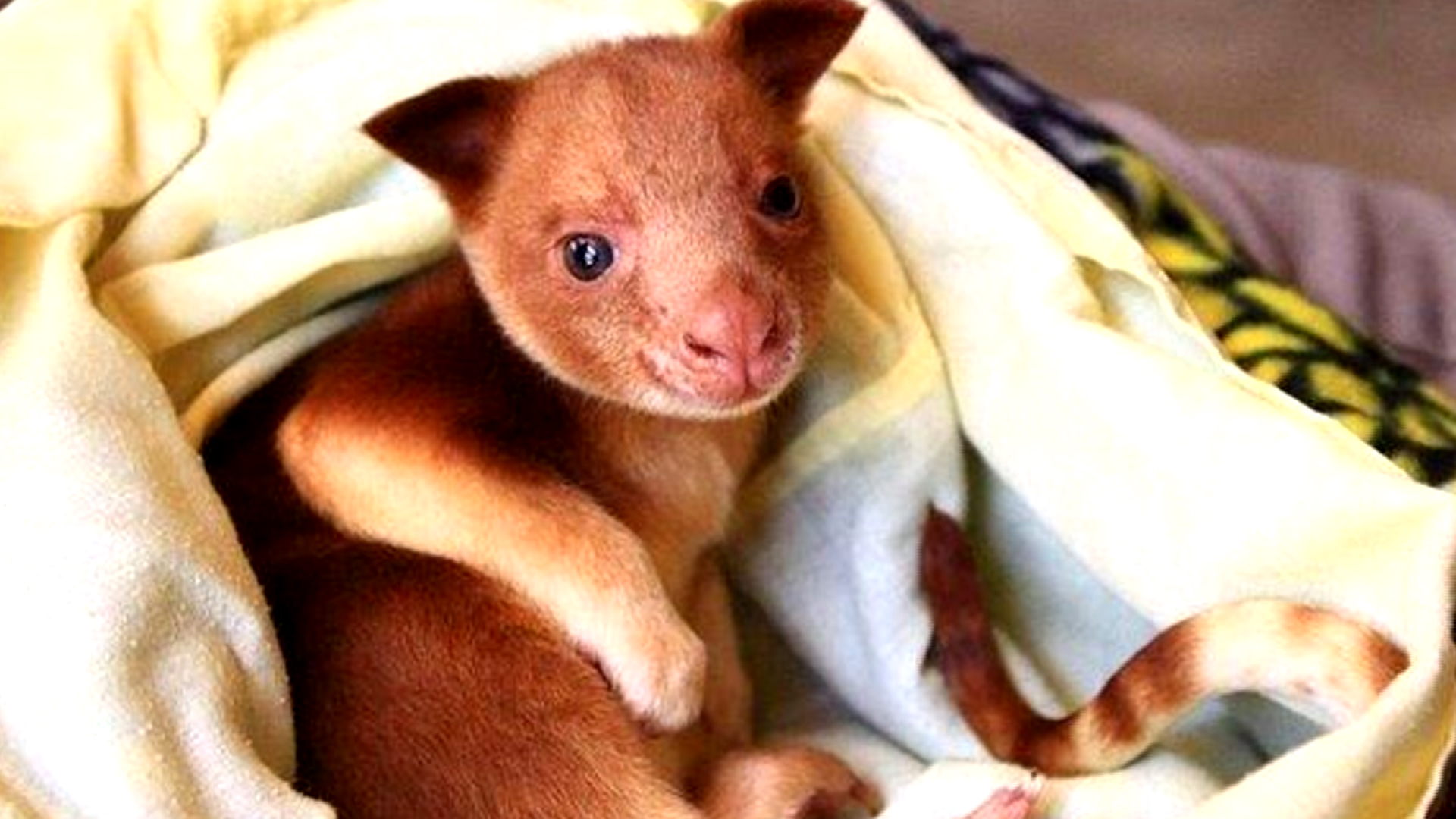 Tree Kangaroo Wallpaper
