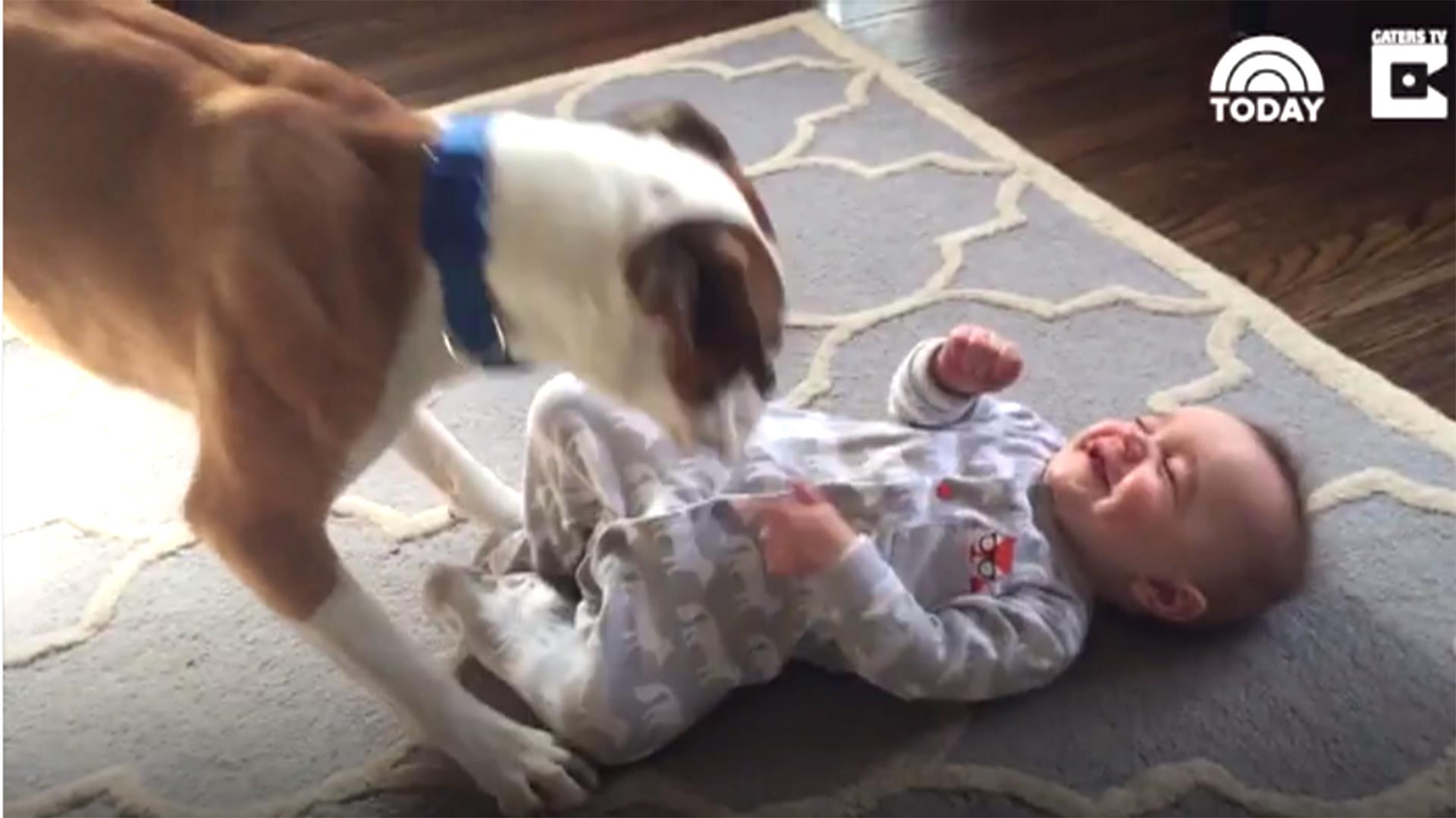 Chelsea Handler Boxer Dog