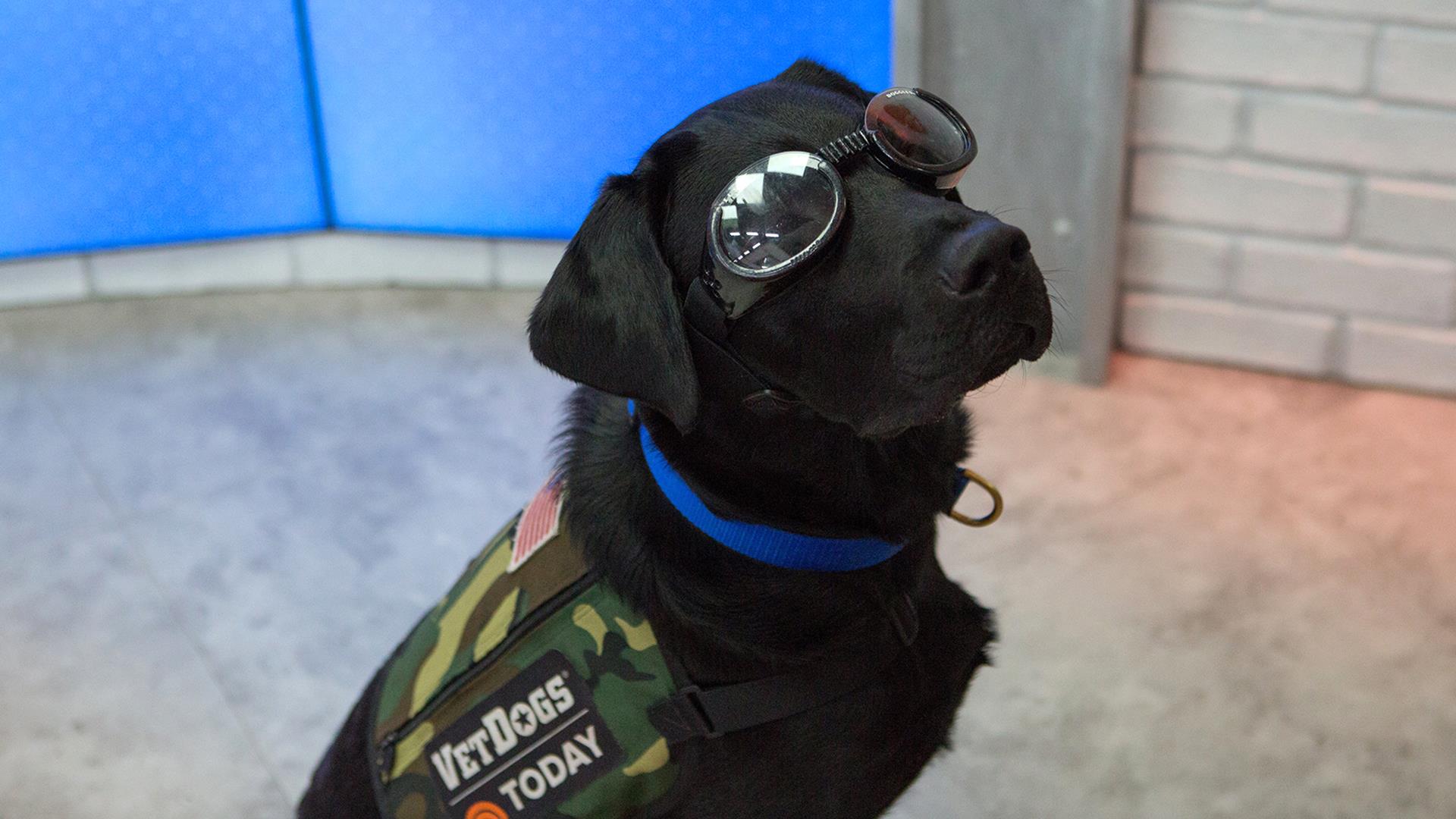 Do Dogs Need Protection During Solar Eclipse