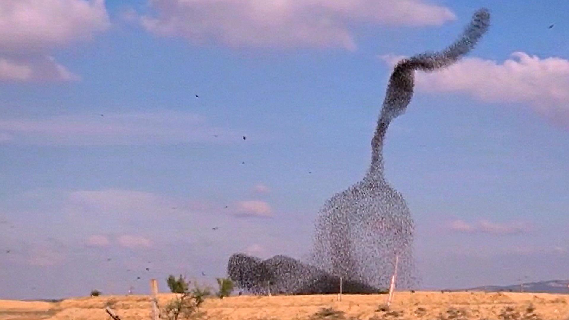 Huge flocks of starlings swoop across Israel's winter sky