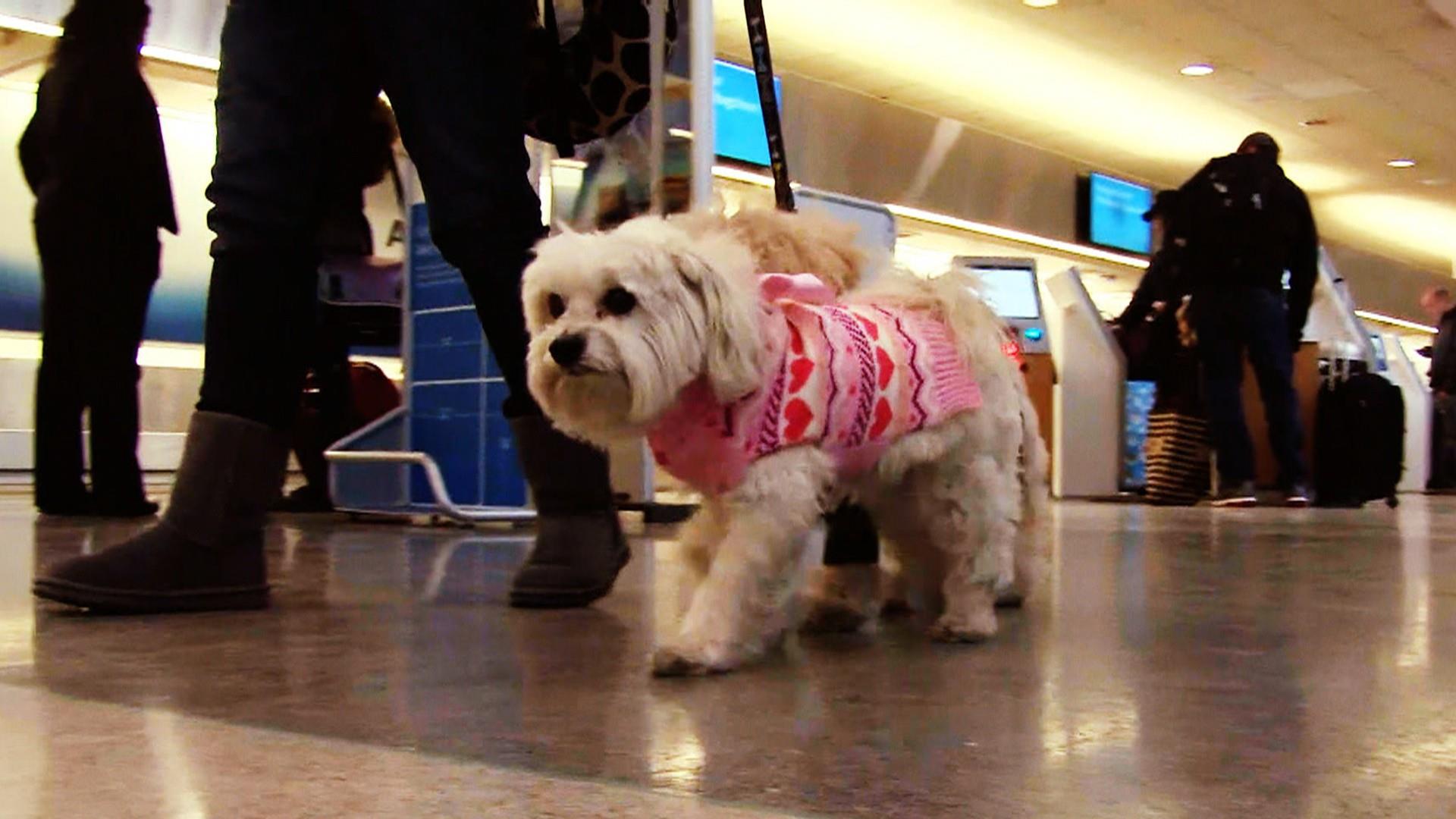 Delta Show Dogs Delta Festival Adjustable Dog Harness Stylish