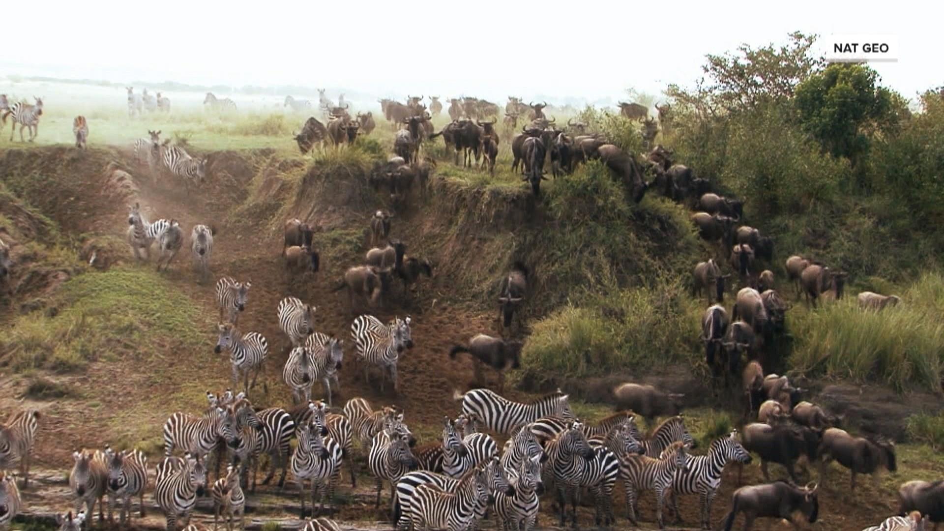 Wild Animal Community