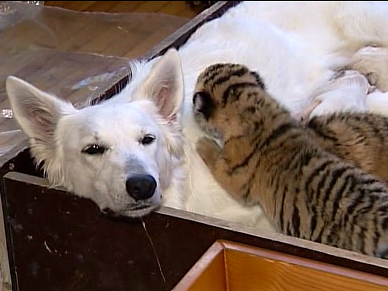 Tiger Playing With Dog