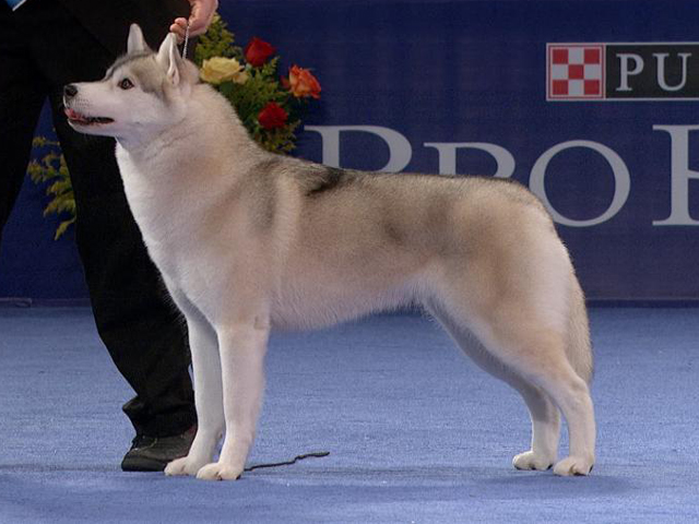 How Heavy Is Your Husky? : r/husky