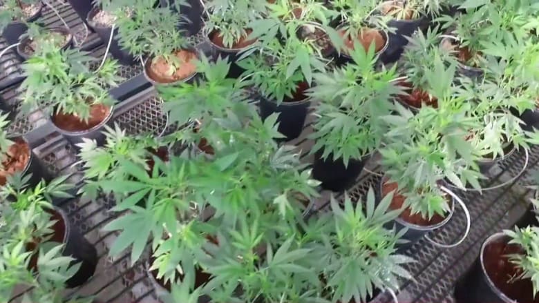 DOJ moves to ease restrictions on medical marijuana