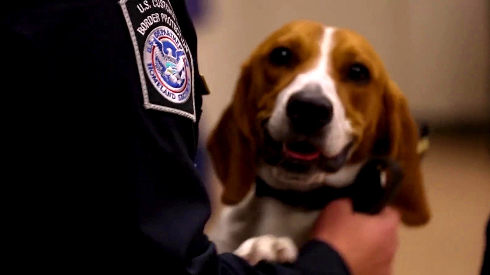 Beagle Police Dog