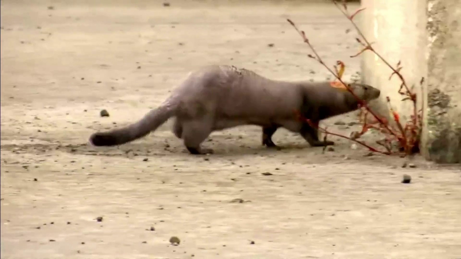 More than 40,000 minks on the loose in Ohio after escaping farm