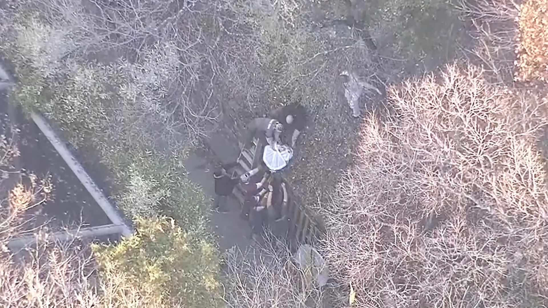 Watch: Aerials show missing clouded leopard recovered at Dallas Zoo