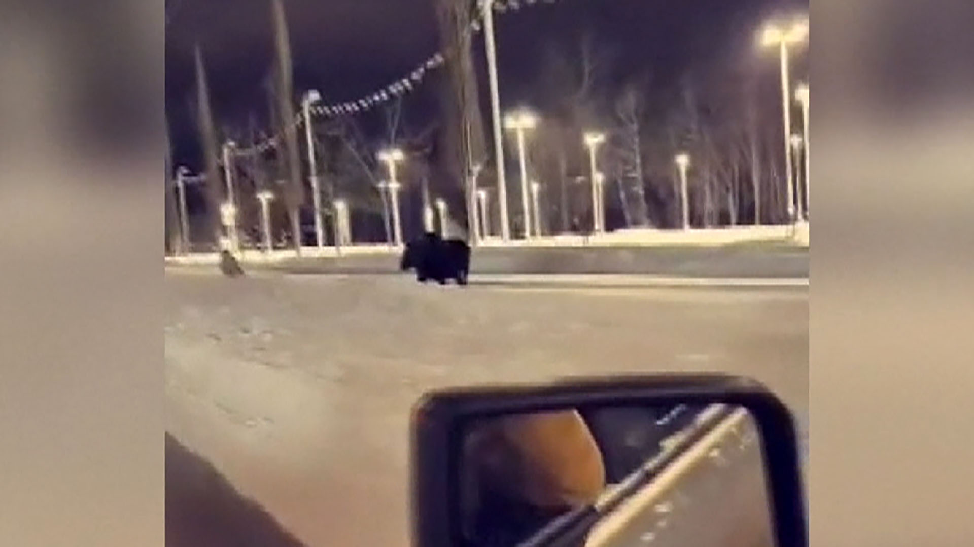 Video shows moose charging into woman on Alaskan sidewalk