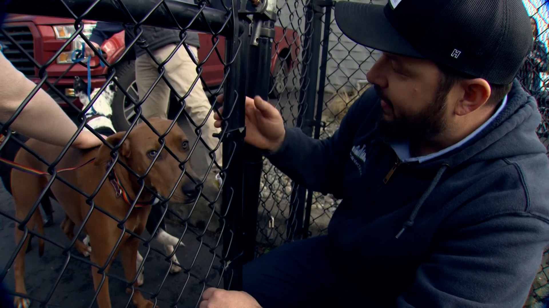 Community jumps in to rescue dozens of dogs after fire at Seattle dog ...