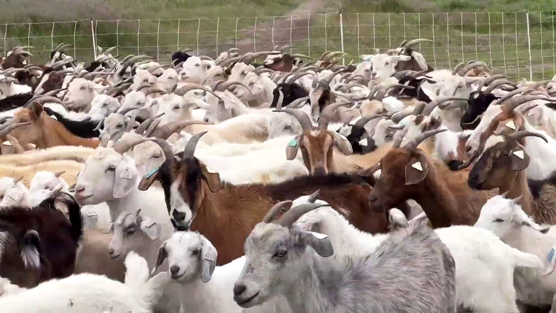 Perfect Storm Goat Sale