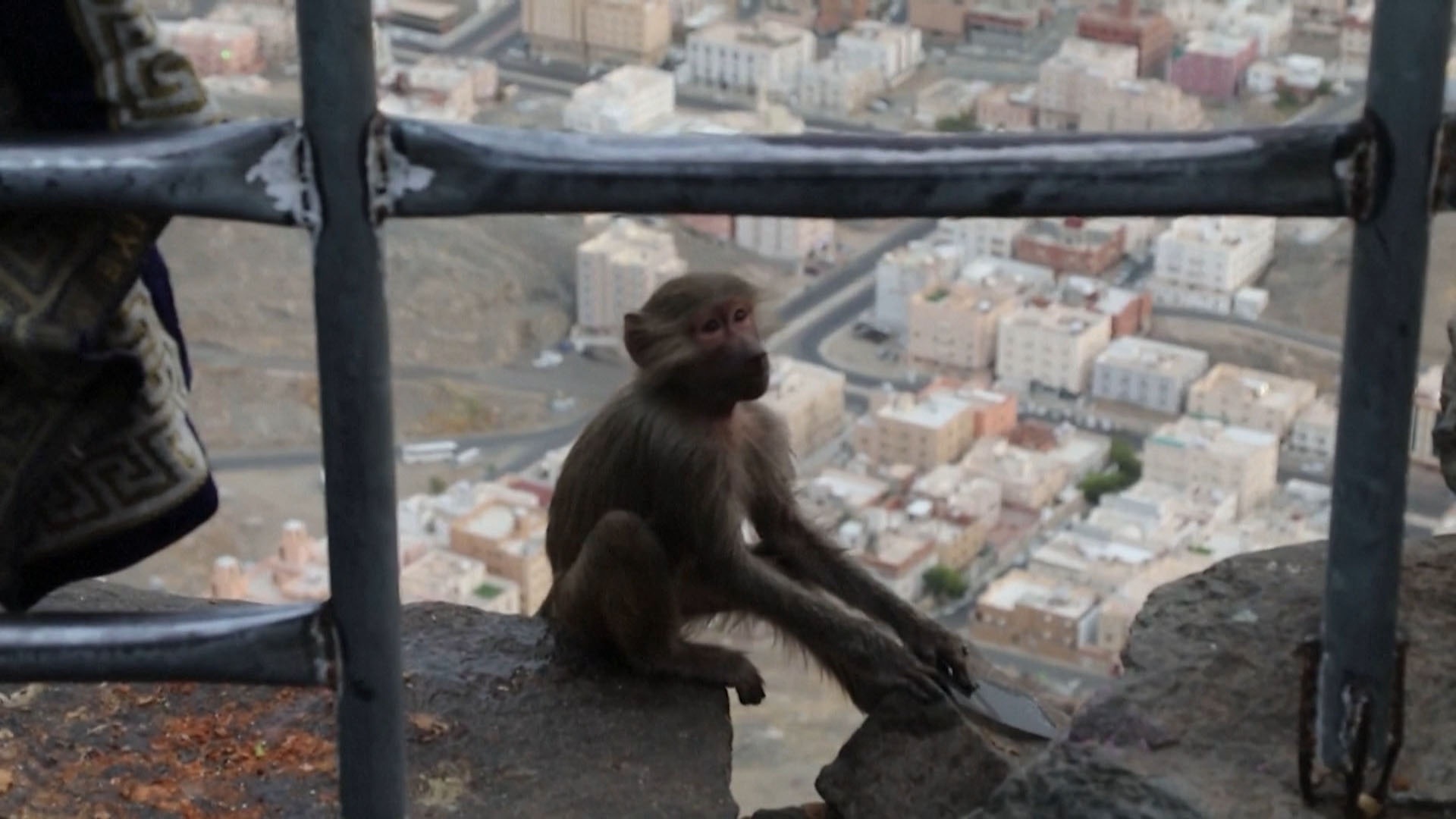 Watch: Monkey steals clothes from Hajj pilgrim near Mecca