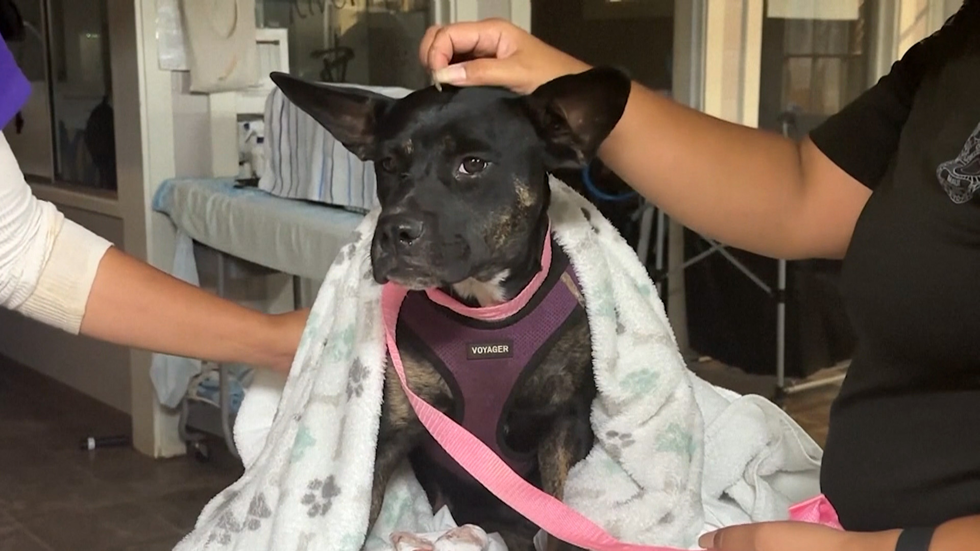 Thousands of family pets affected by devastating Lahaina wildfire