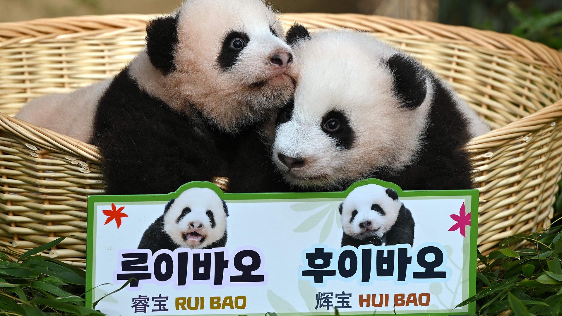 WATCH: Twin giant panda cubs named by South Korean zoo