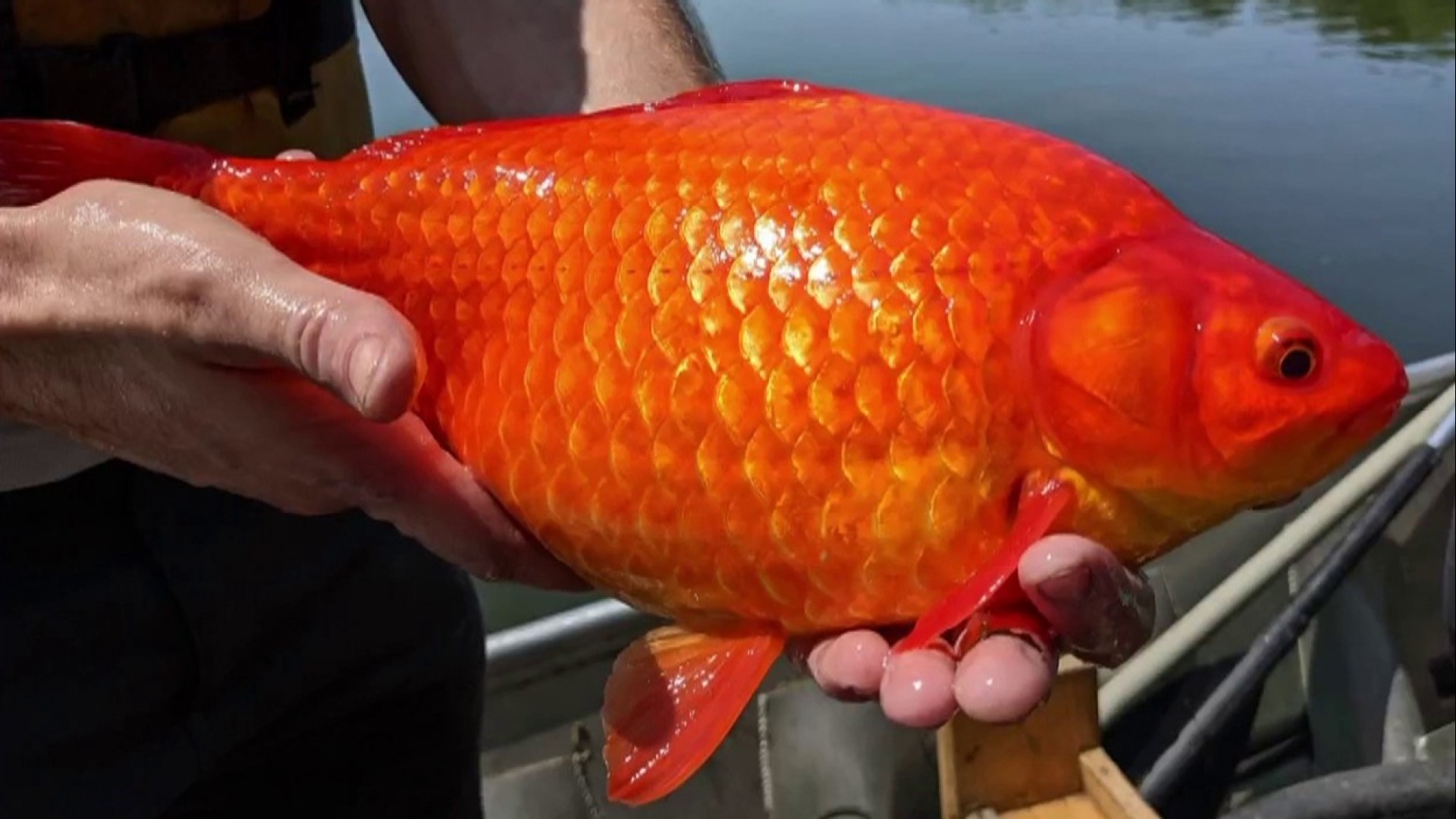 Giant goldfish wreak havoc on freshwater lakes, other species