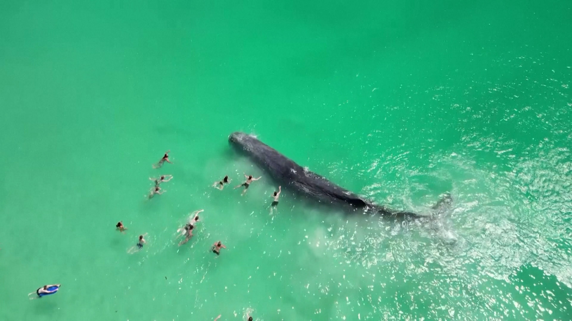 Video shows large whale joining swimmers off Australian beach
