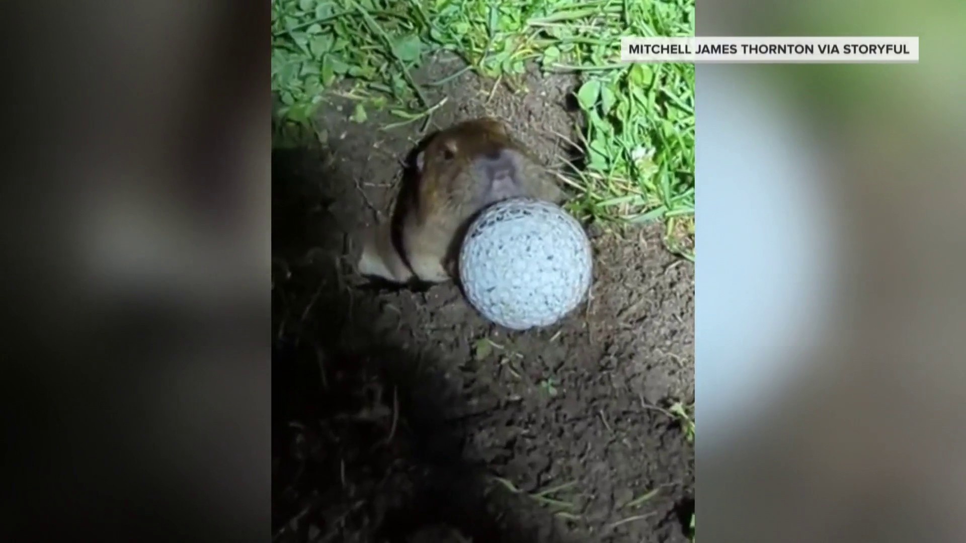 Caddyshack Quotes Be The Ball