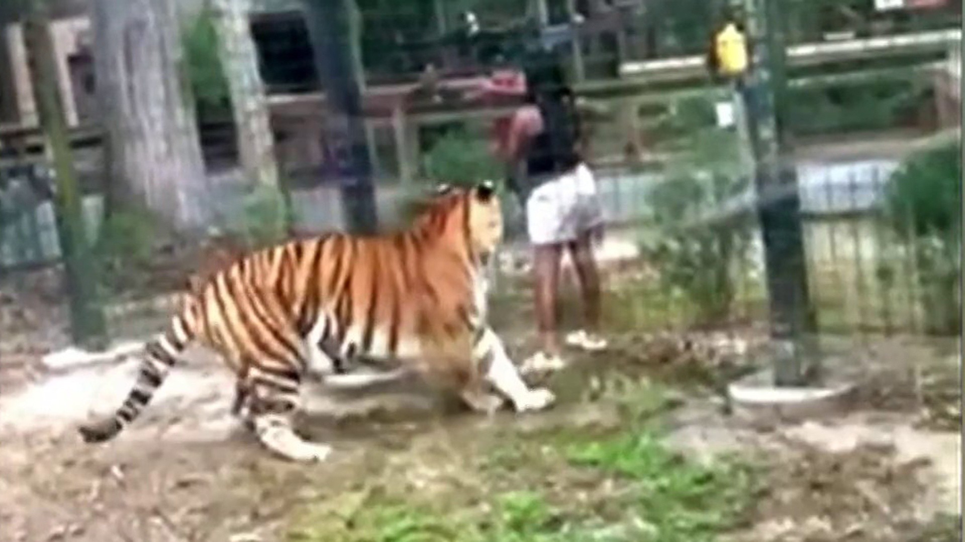 Amazing Girl With Tiger