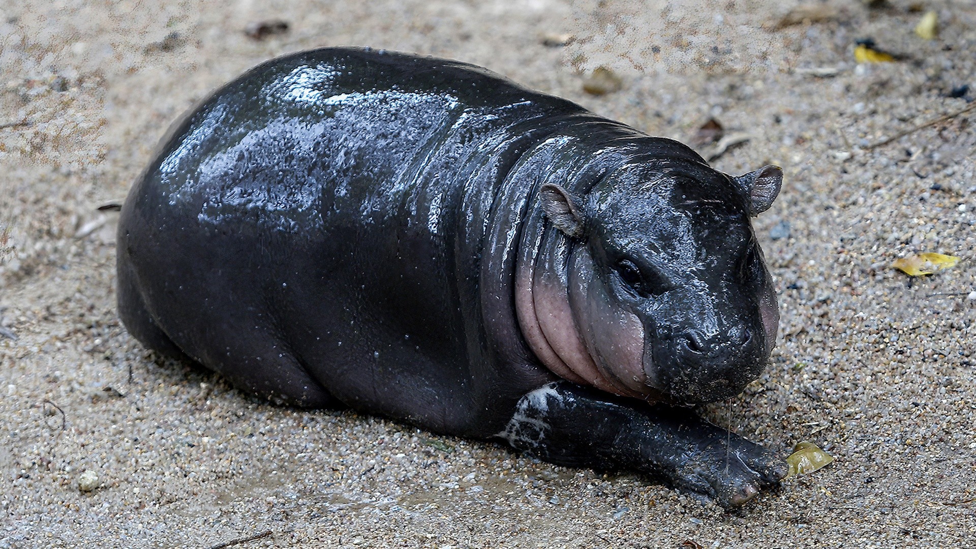 The Adorable Pygmy Hippo Who Took the Internet by Storm: A Heartwarming ...