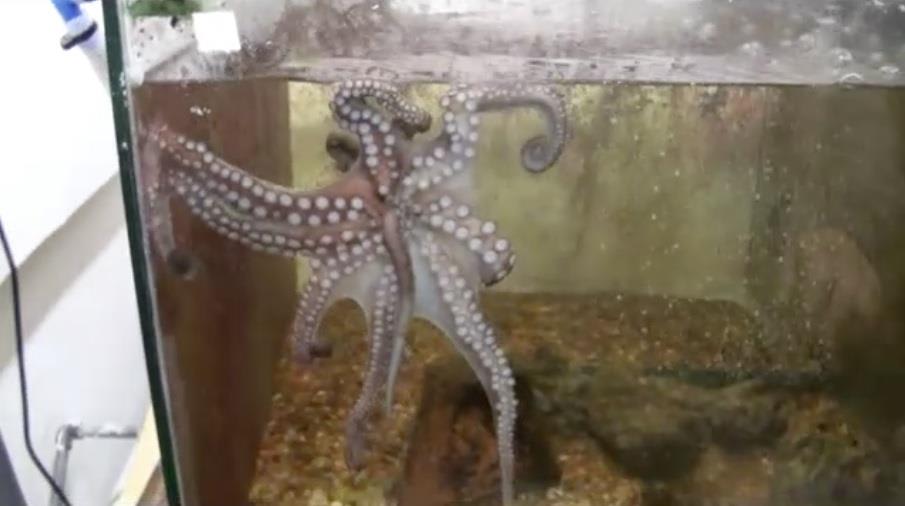 Pet Octopus In Tank
