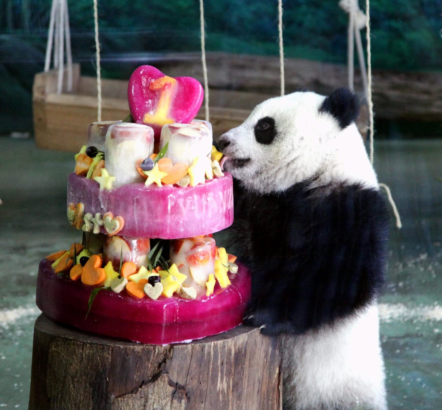 Panda Eating Birthday Cake