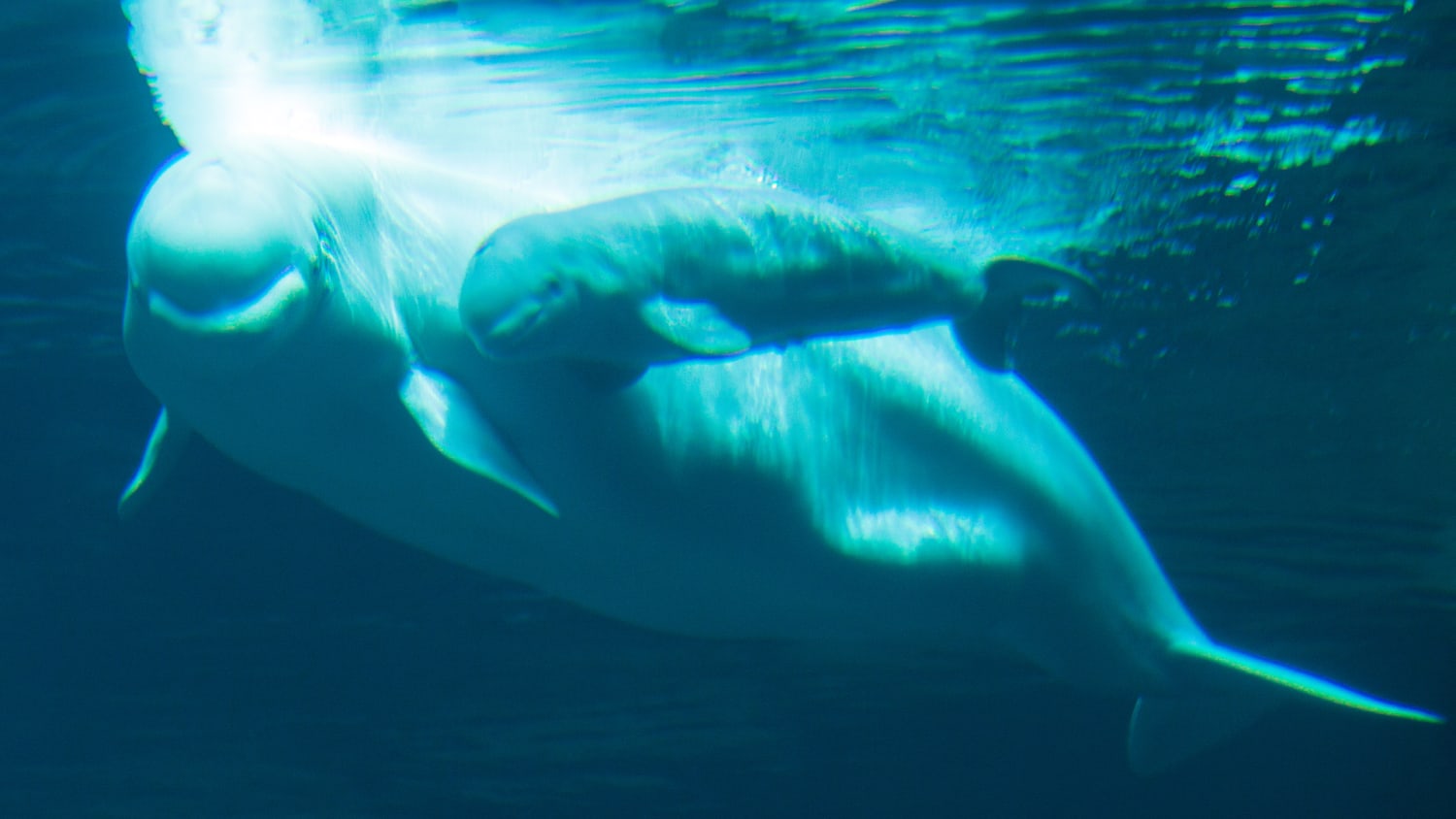 Georgia Aquarium Beluga Whales