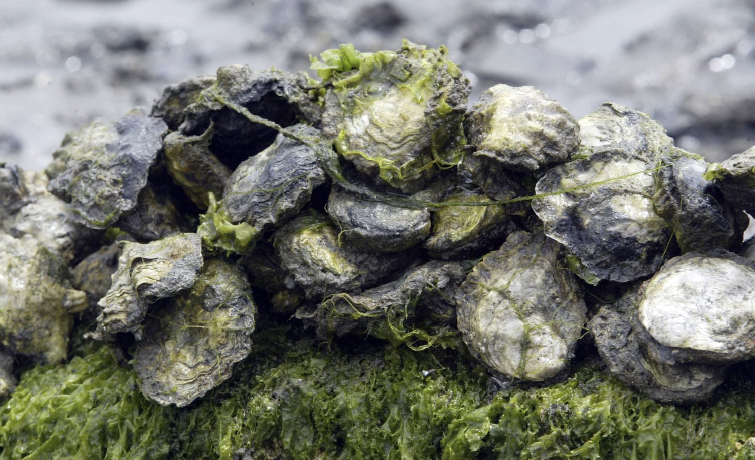 Oysters In Ocean