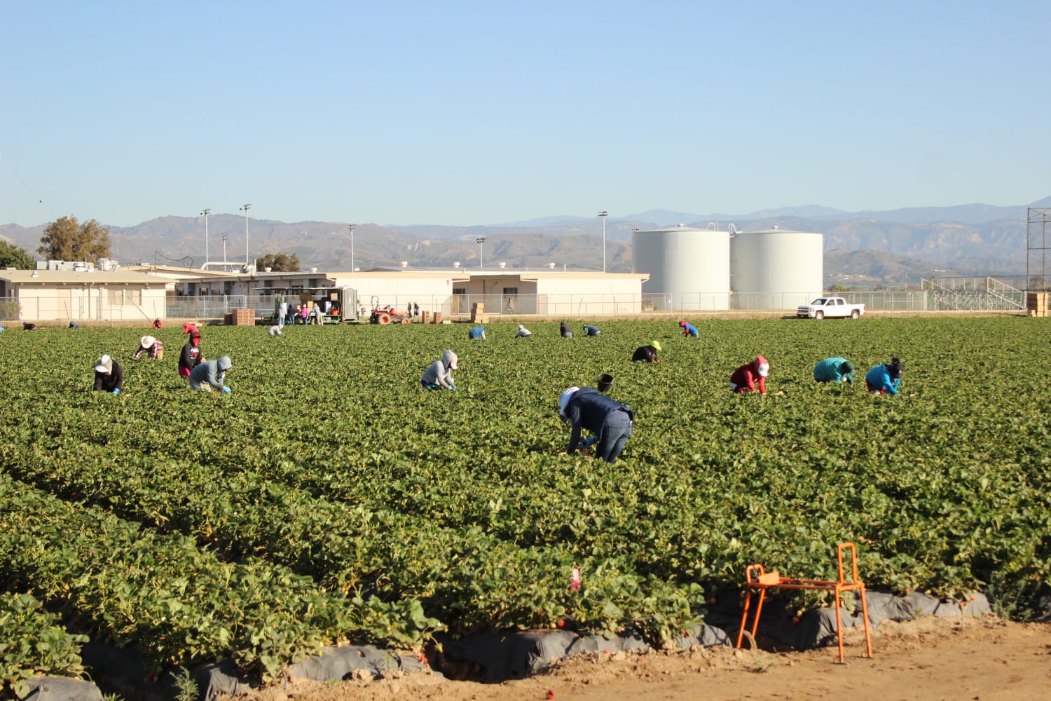 Migrant Farm Workers And Pesticides
