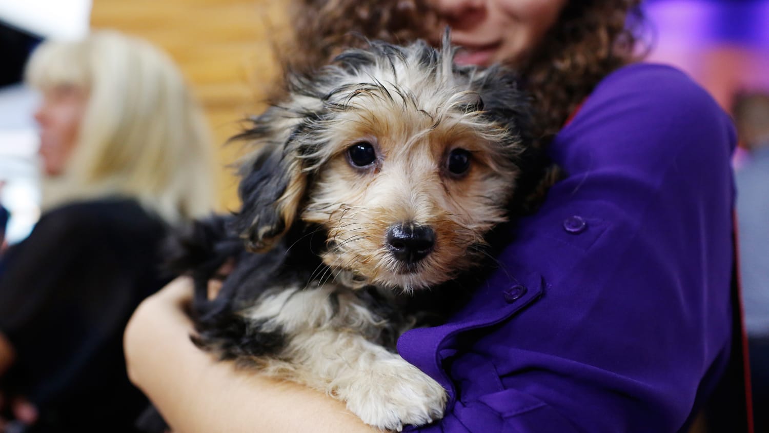 Can You Hire Puppies For A Party