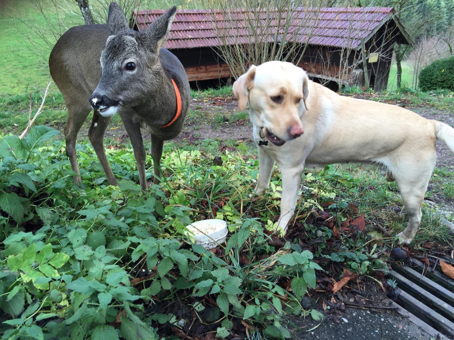 Labrador Retriever Hunting Deer
