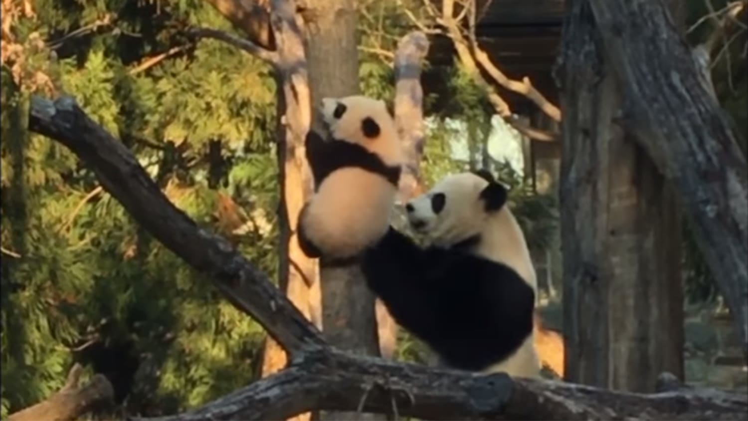 Giant Panda Climbing Tree