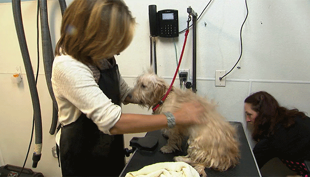 Dog Grooming Gifs