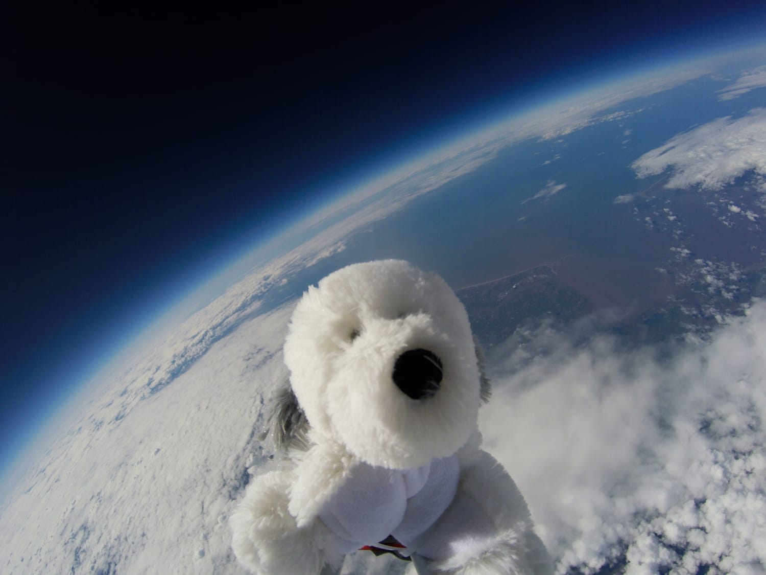 Why Did They Send A Dog Into Space