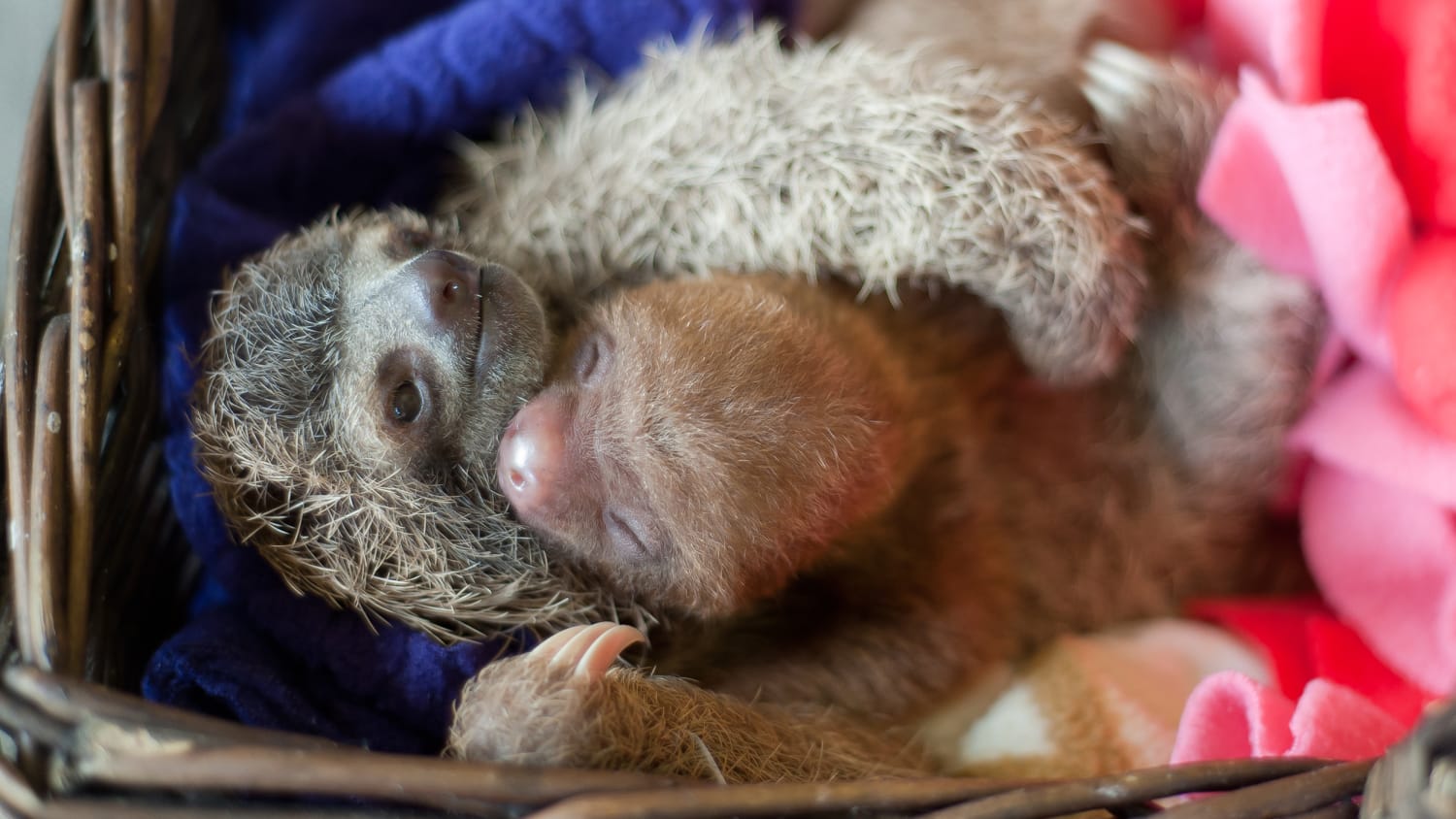 Baby Sloths Cuddling