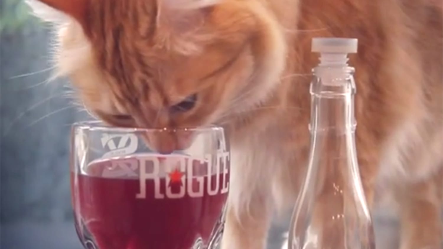 Cats Drinking Wine