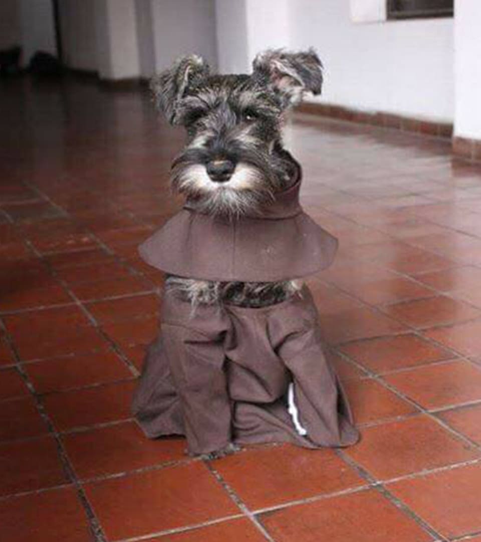 Dogs Wearing Mustaches