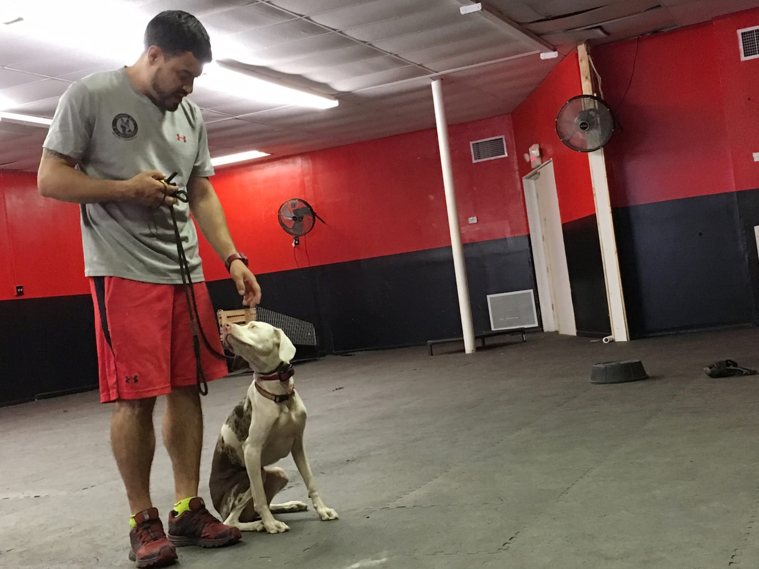 How To Train A Blind Deaf Dog