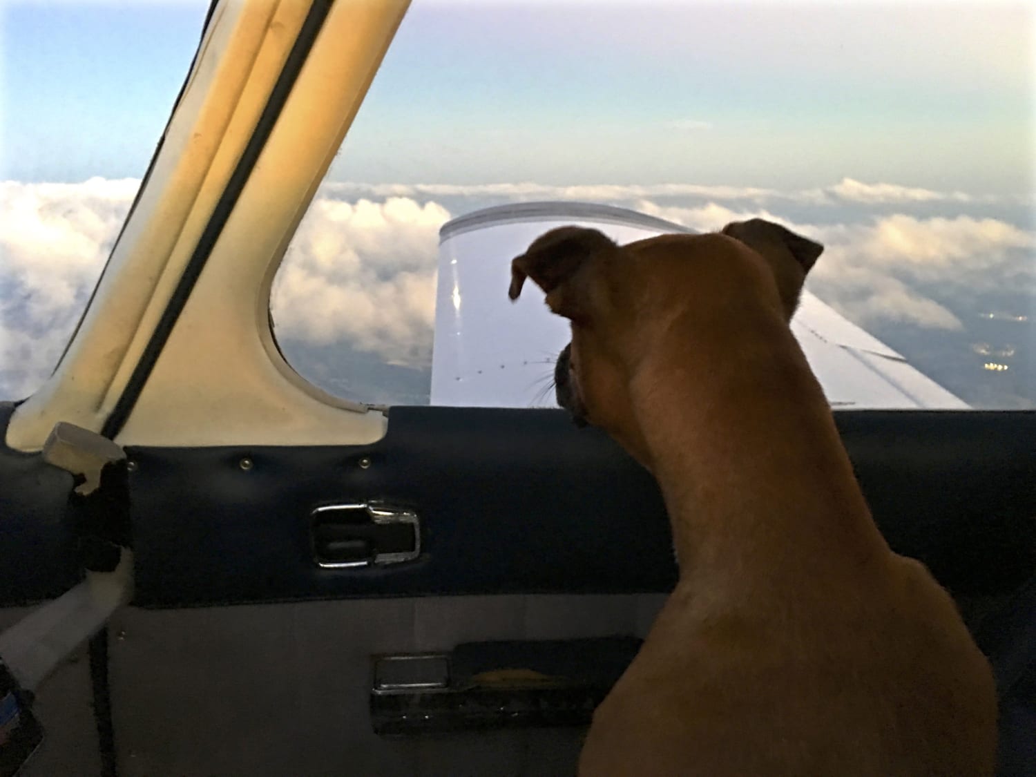 Can Pitbulls Fly On Planes