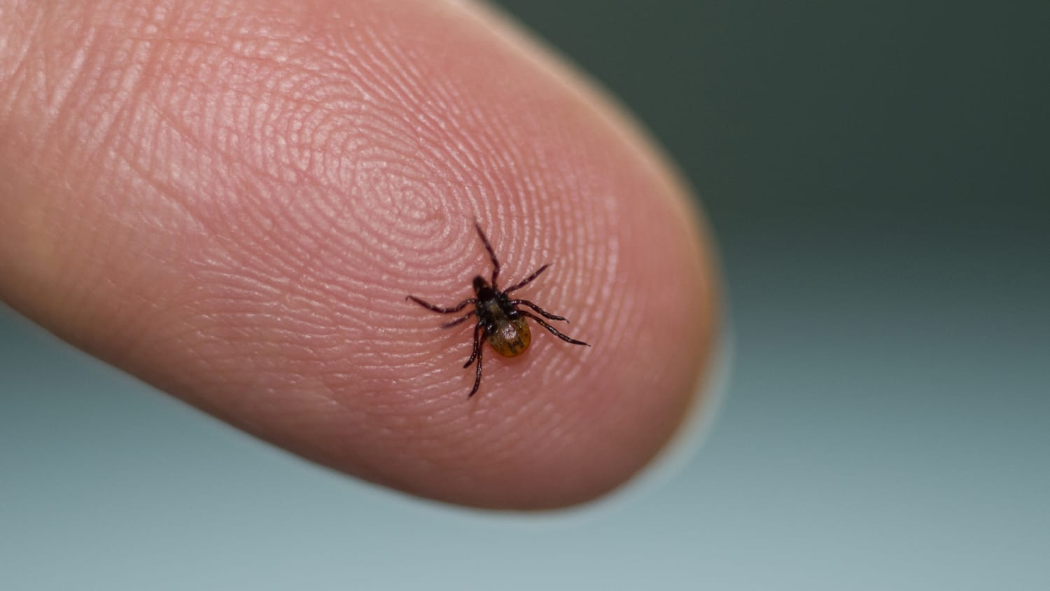 Parasitism Relationship Tick