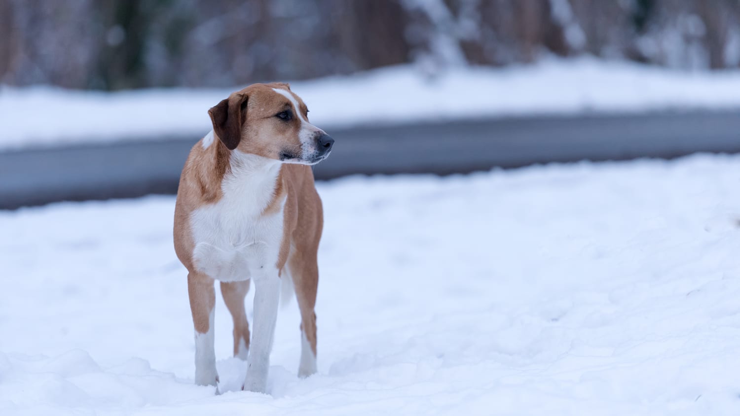 At What Temperature Do Dogs Freeze To Death At What Temperature Do Dogs Freeze To Death