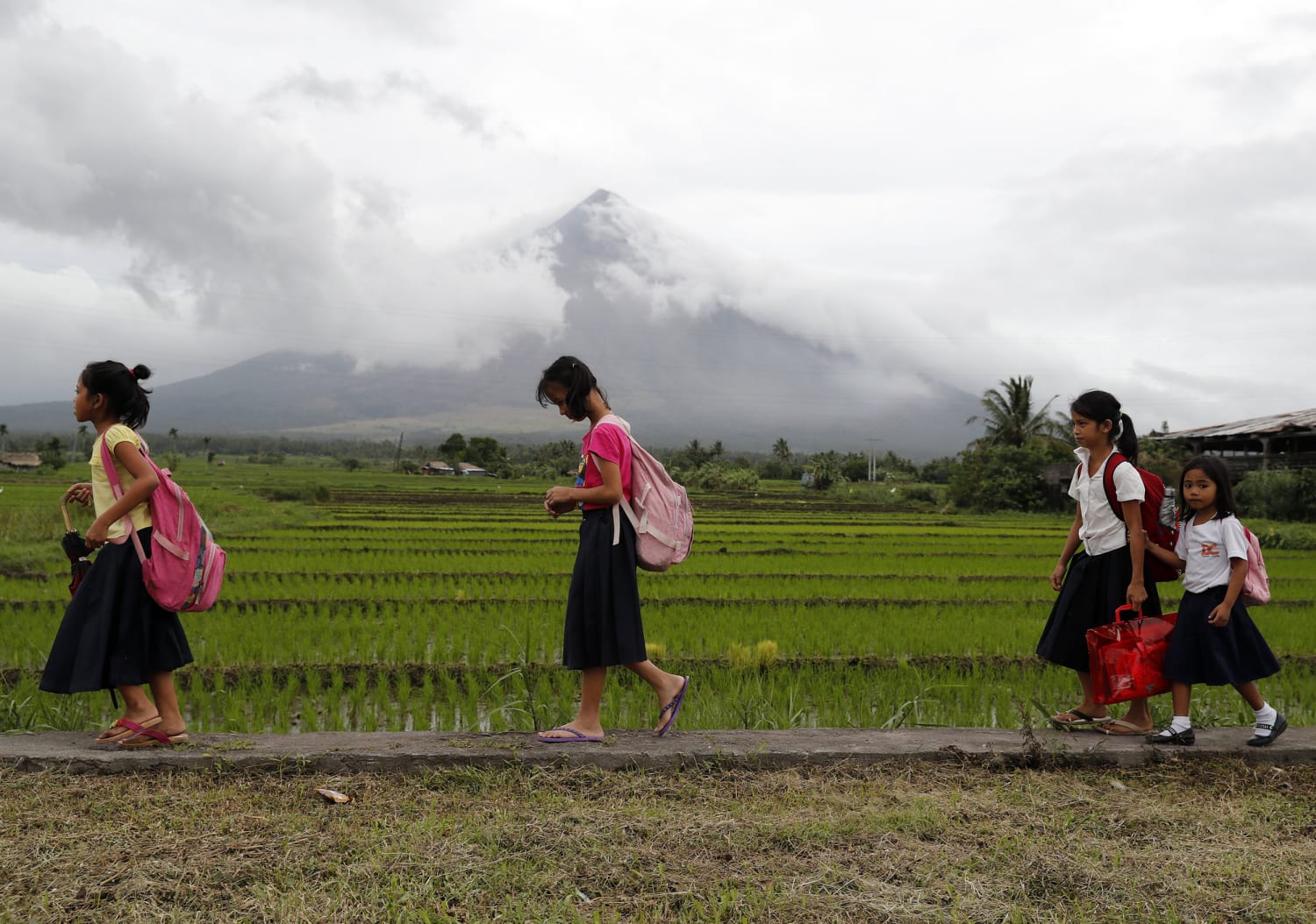 Planting Rice With Mayon Volcano
