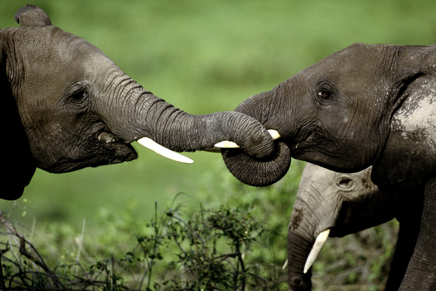 African Elephant Ivory