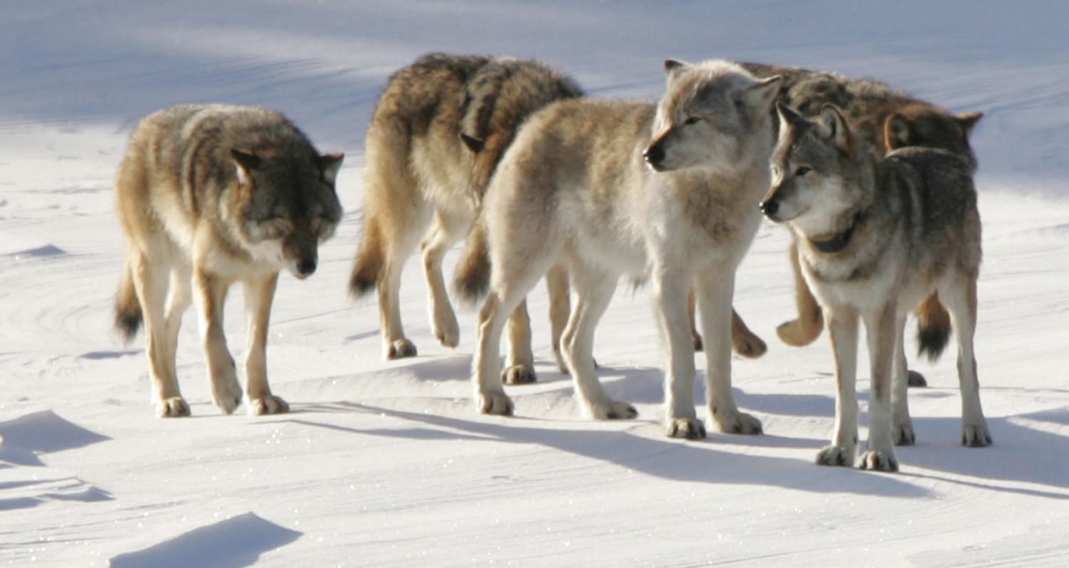 Pack Of Gray Wolves