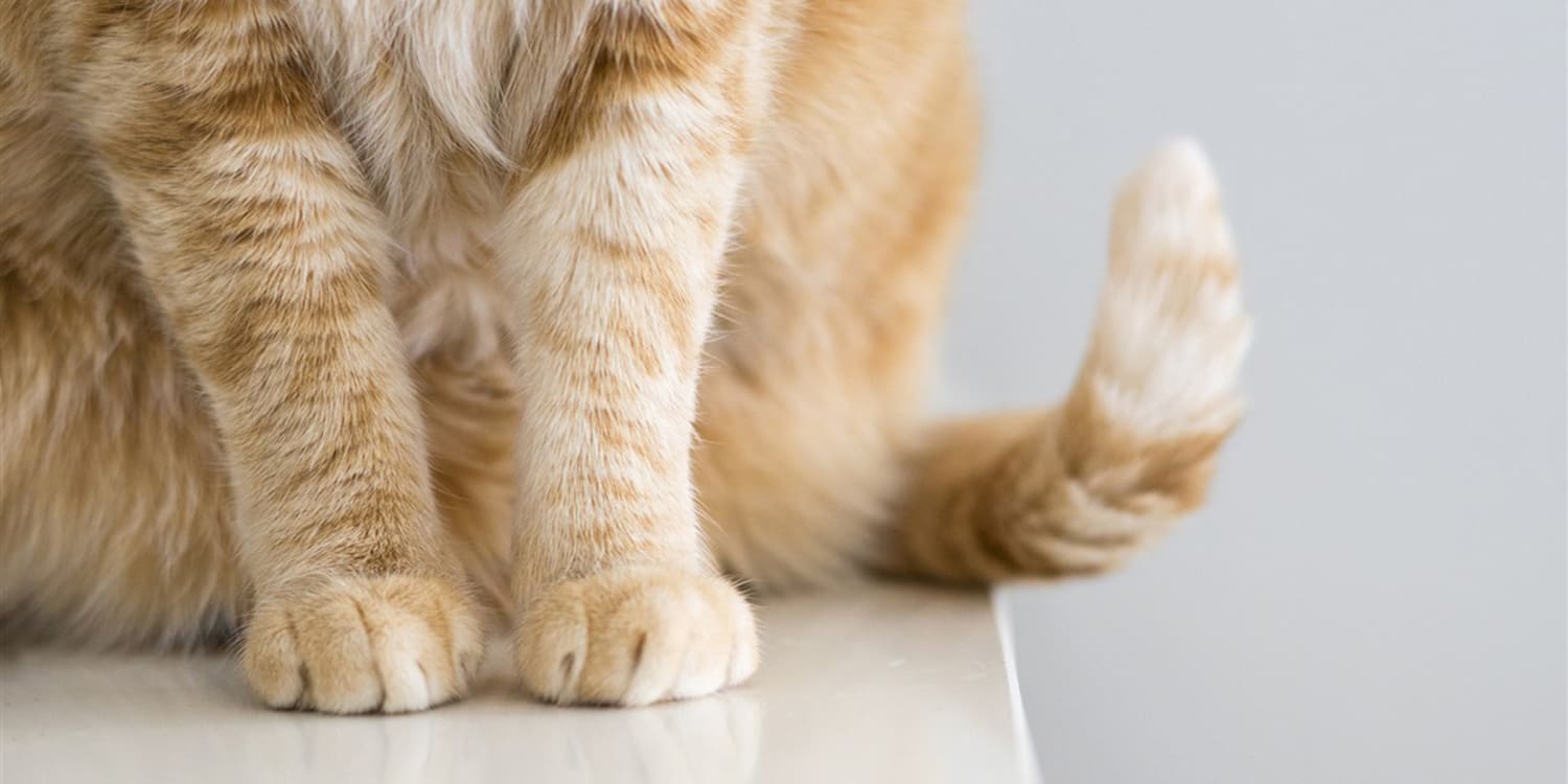 Two pet cats test positive for COVID-19
