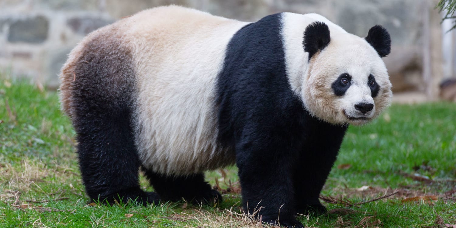 Pregnant Panda