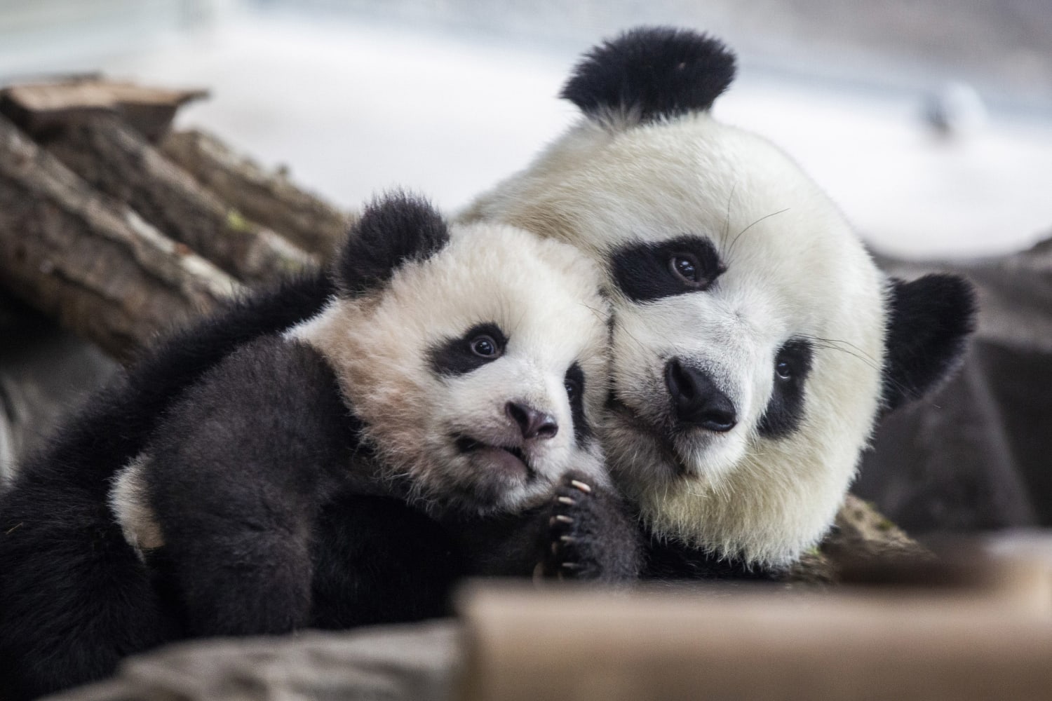 Giant Pandas No Longer Classed As Endangered After Population Growth 