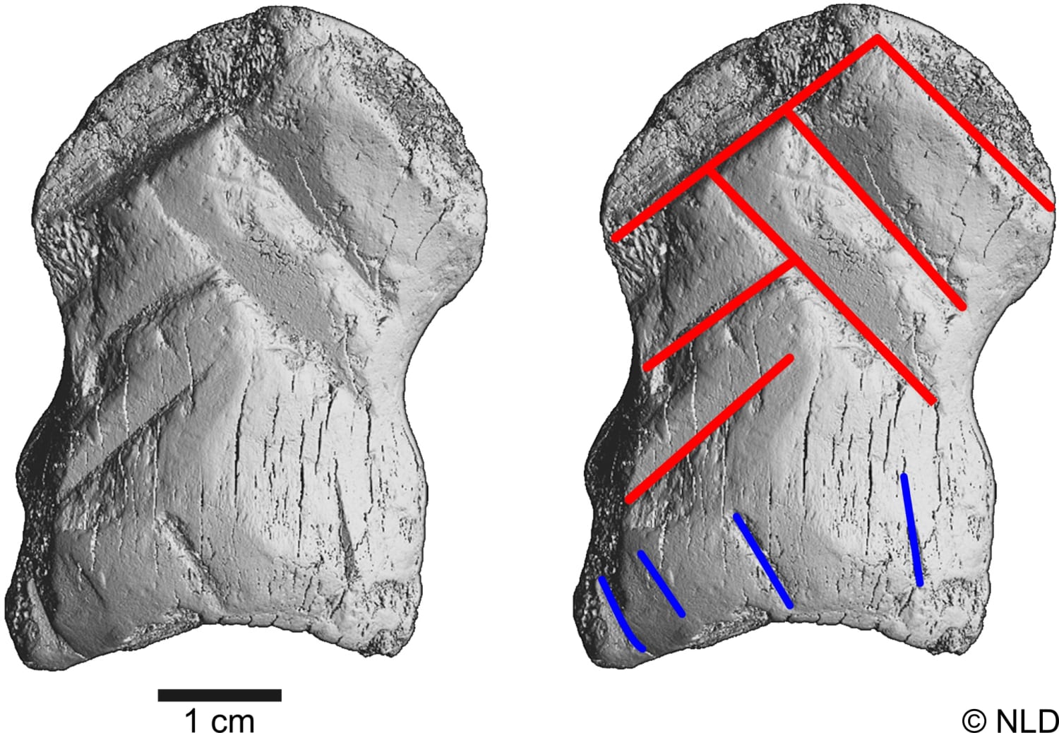 Neanderthal Carved Raven Bone