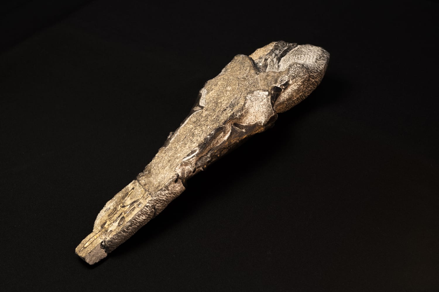 Fossil De Pterodactilo