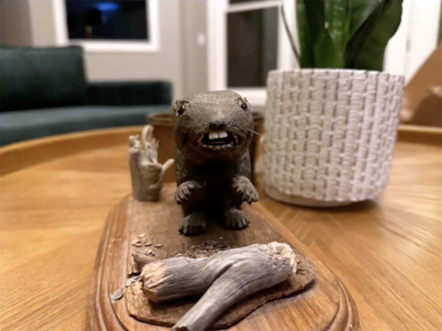 Baby Beaver Teeth